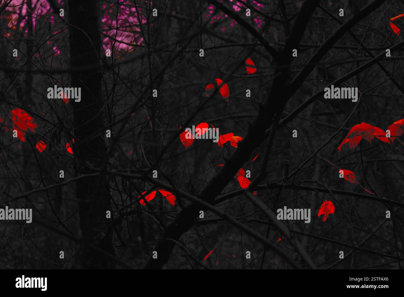 Dark creepy woodland, horror surreal forest, fantastic nature, magical ...