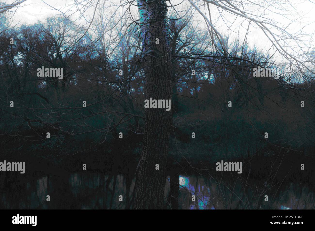 Dark creepy woodland, horror winter forest, fantastic nature, foggy ...