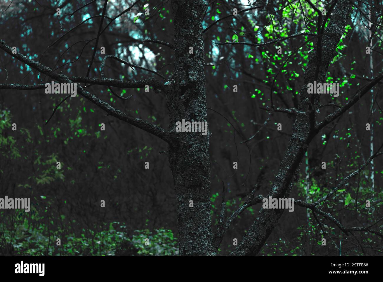 Dark creepy woodland, horror winter forest, fantastic nature, foggy ...