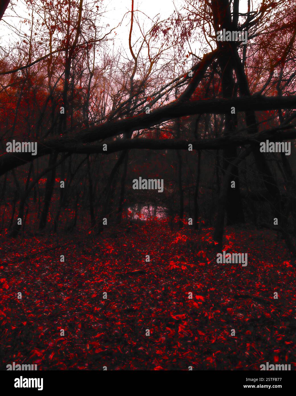 Dark creepy woodland, horror winter forest, fantastic nature, foggy ...