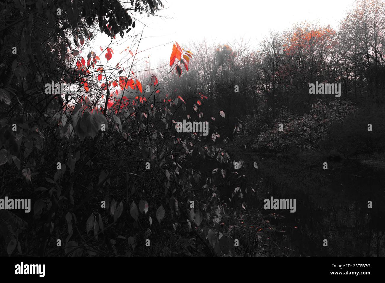 Dark creepy woodland, horror winter forest, fantastic nature, foggy ...