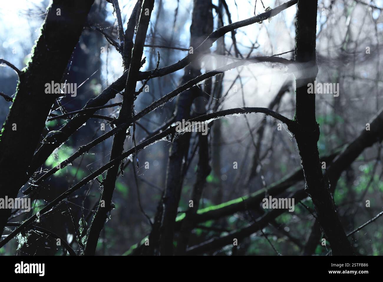 Dark creepy woodland, horror winter forest, fantastic nature, foggy ...