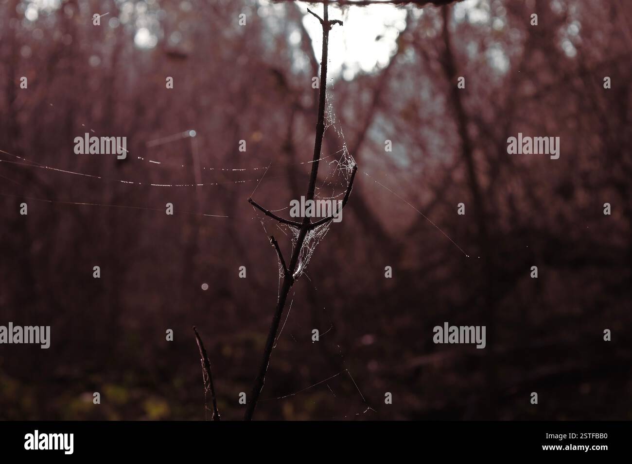 Dark creepy woodland, horror winter forest, fantastic nature, foggy ...