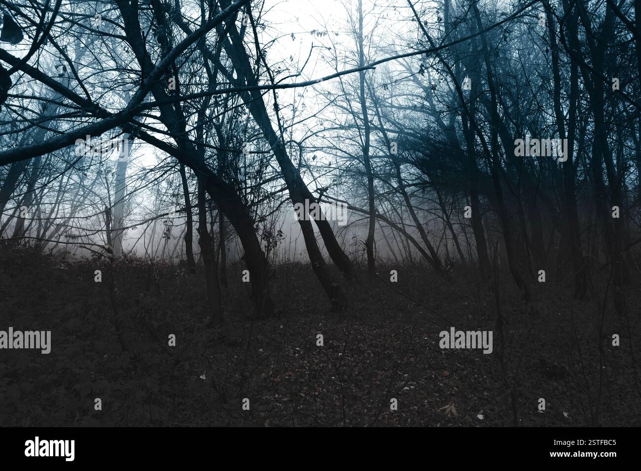 Dark creepy woodland, horror winter forest, fantastic nature, foggy ...