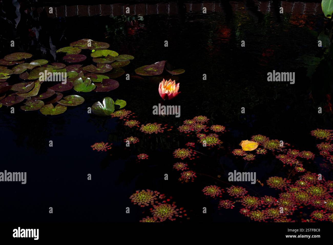 A mesmerizing water scene with floating plants and delicate reflections ...