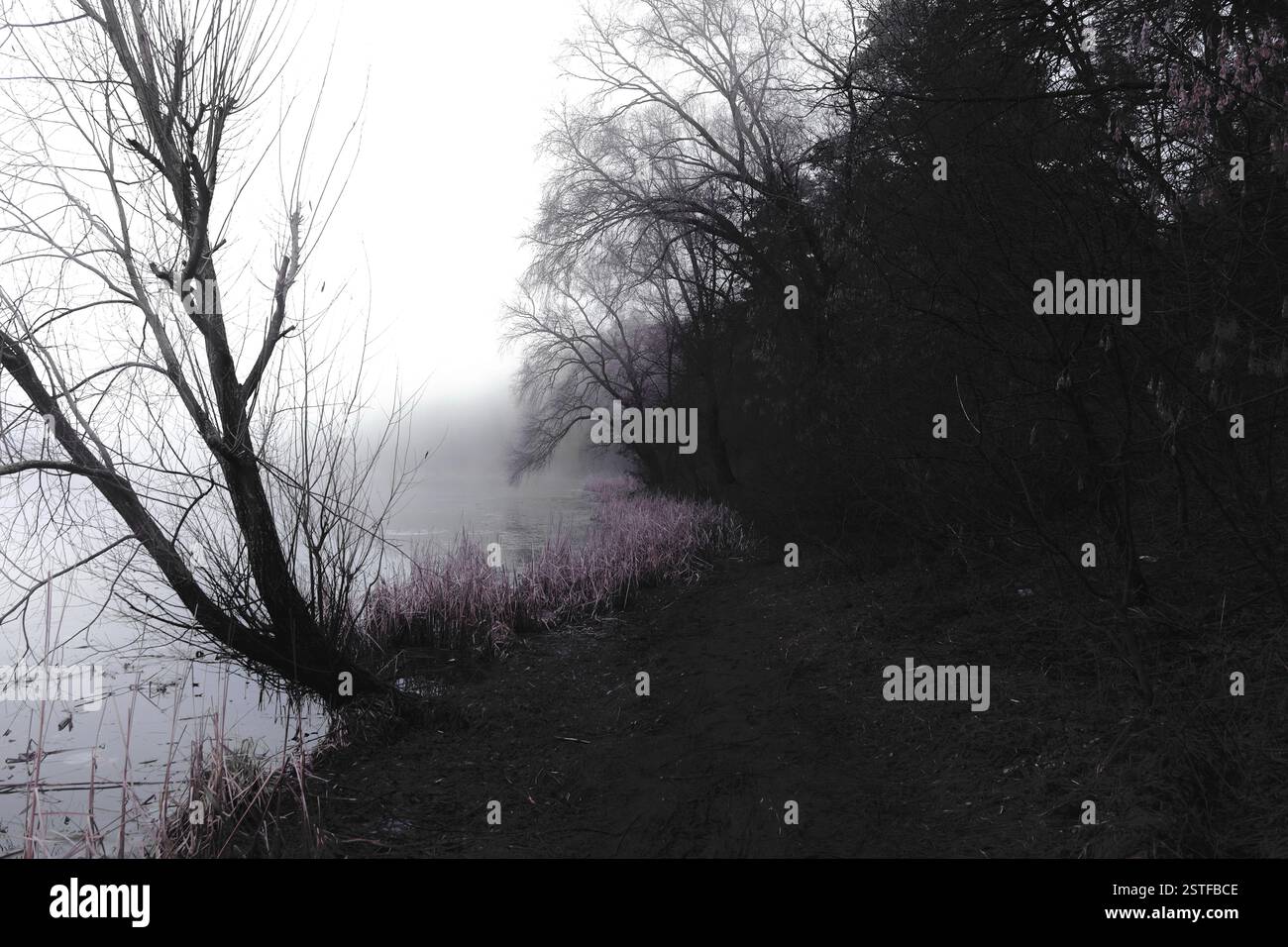 Dark creepy woodland, horror winter forest, fantastic nature, foggy ...