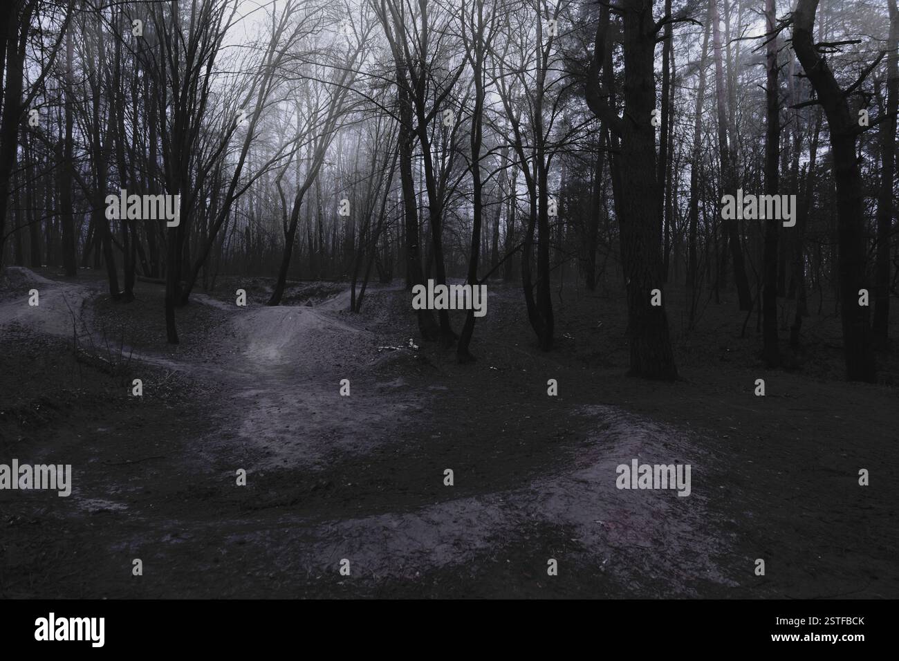 Dark creepy woodland, horror winter forest, fantastic nature, foggy ...