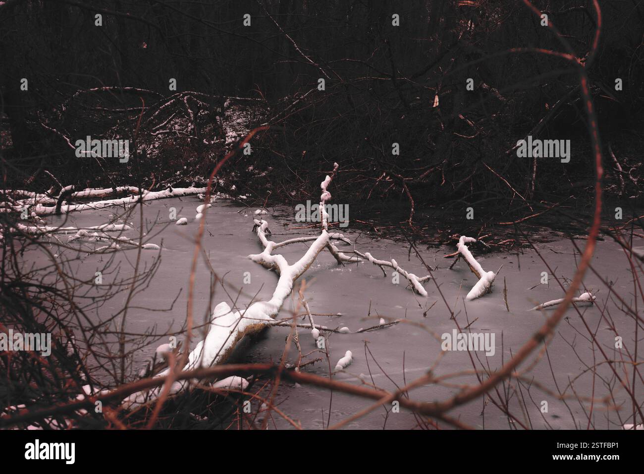 Dark creepy woodland, horror winter forest, fantastic nature, foggy ...