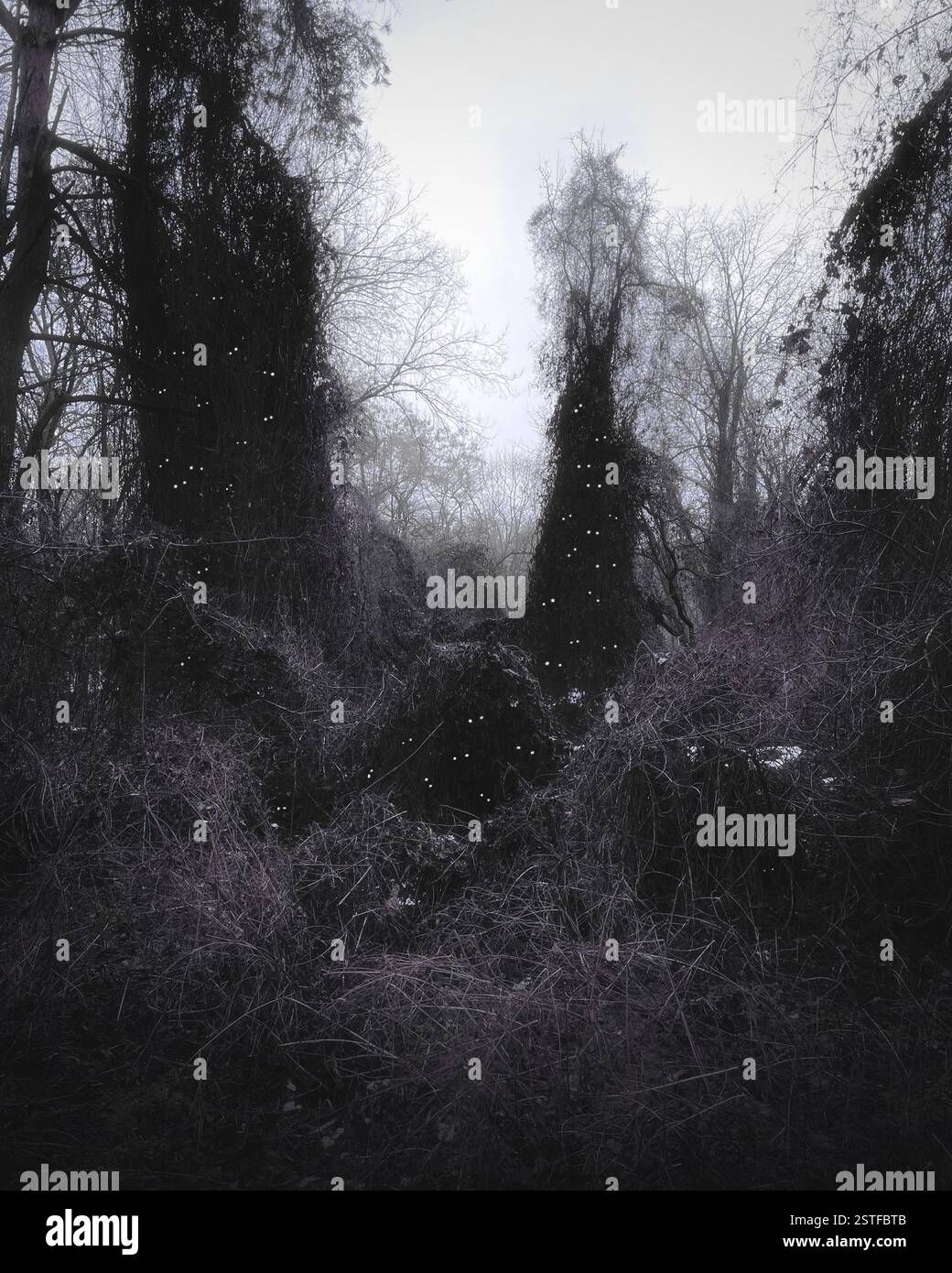 Dark creepy woodland, horror winter forest, fantastic nature, foggy ...