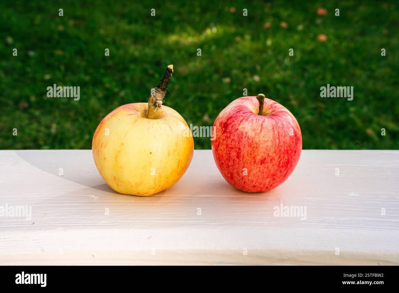 Apples of Haugmann to the left and Sävstaholm to the right, two apple ...