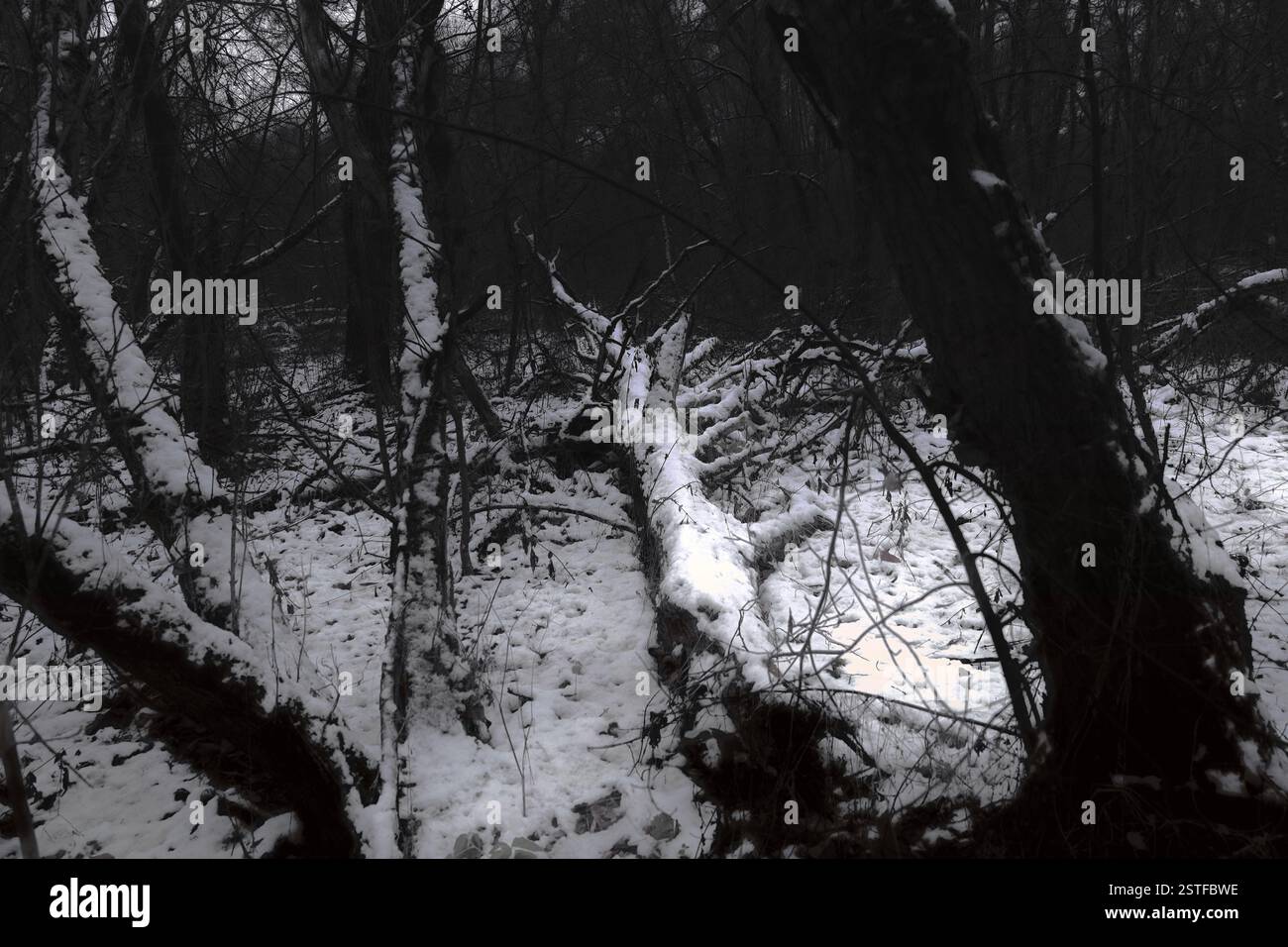 Dark creepy woodland, horror winter forest, fantastic nature, foggy ...