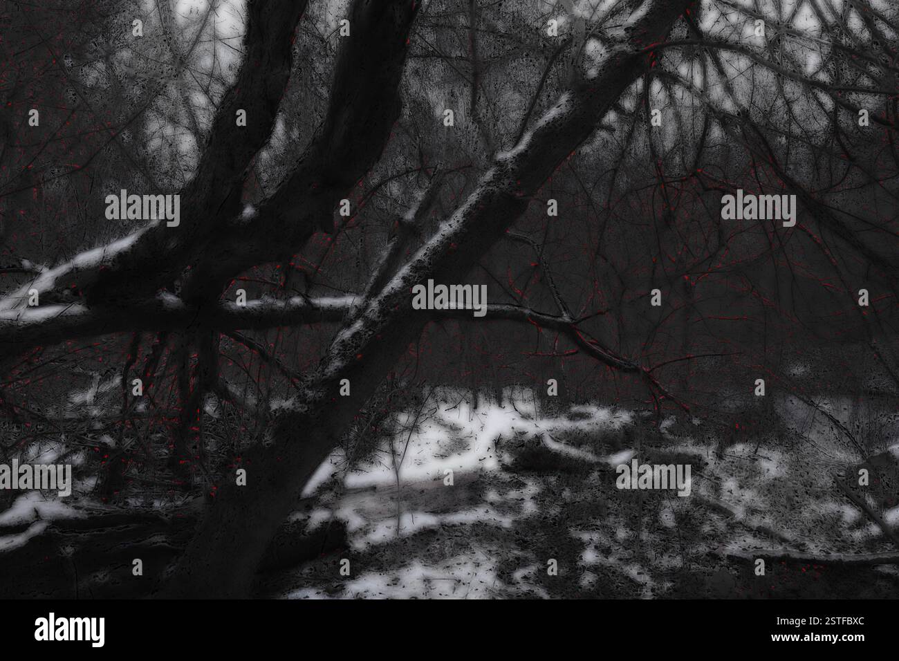 Dark creepy woodland, horror winter forest, fantastic nature, foggy ...