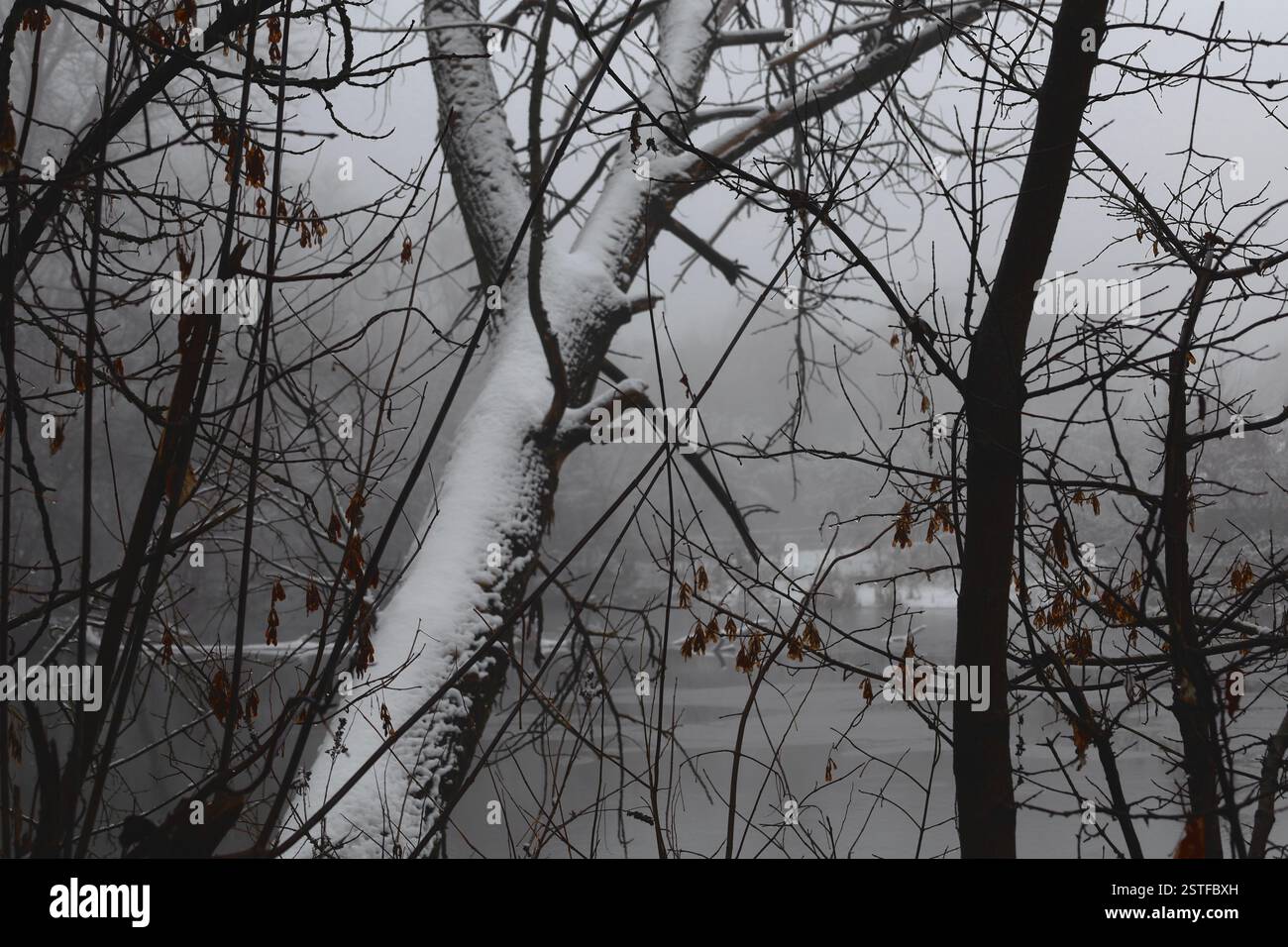 Dark creepy woodland, horror winter forest, fantastic nature, foggy ...
