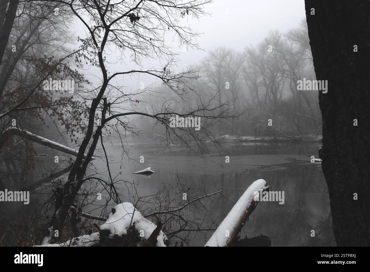 Dark creepy woodland, horror winter forest, fantastic nature, foggy ...