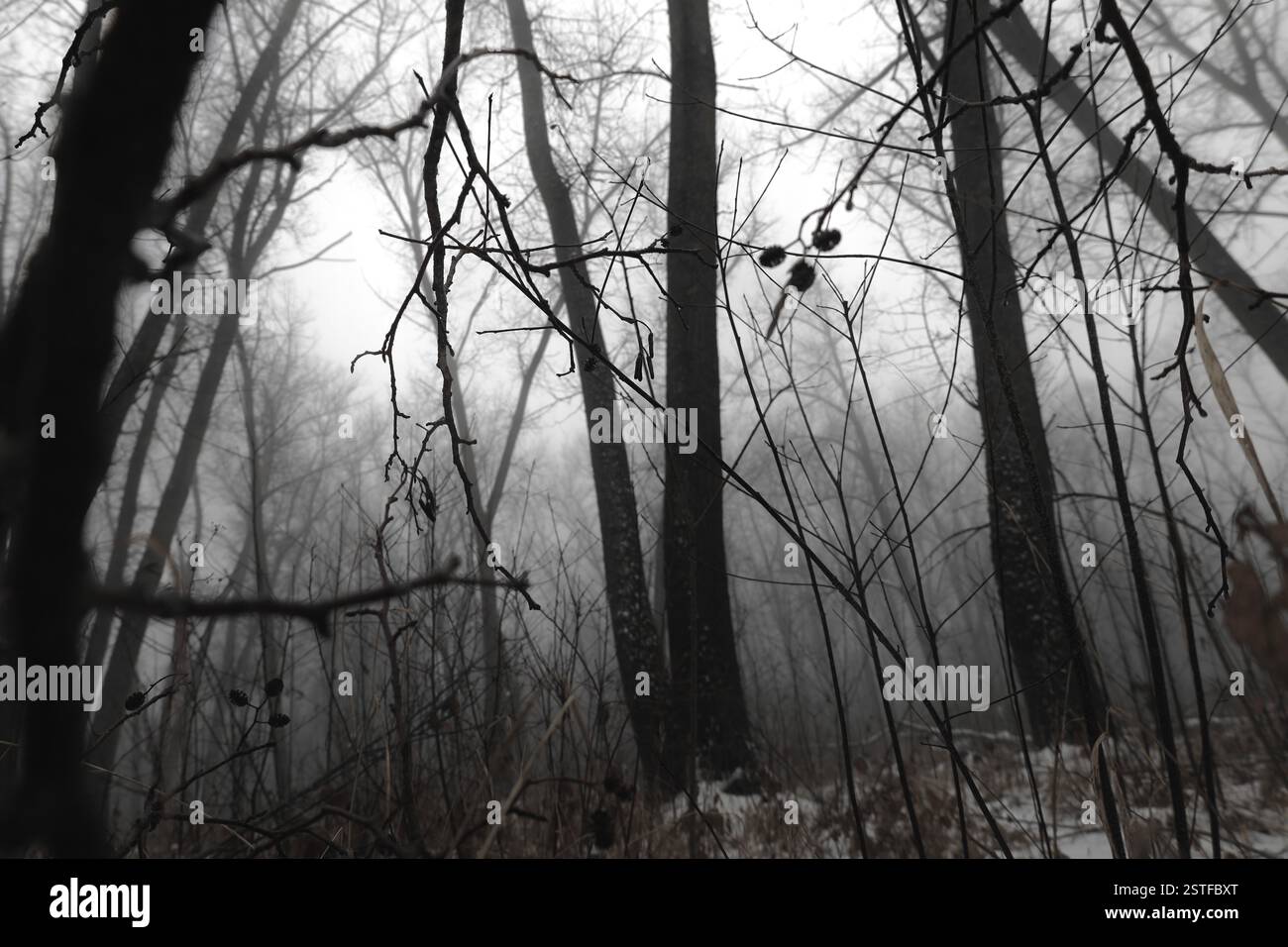 Dark creepy woodland, horror winter forest, fantastic nature, foggy ...