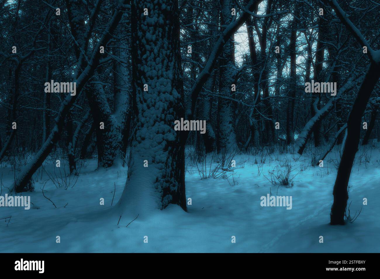Dark creepy woodland, horror winter forest, fantastic nature, foggy ...