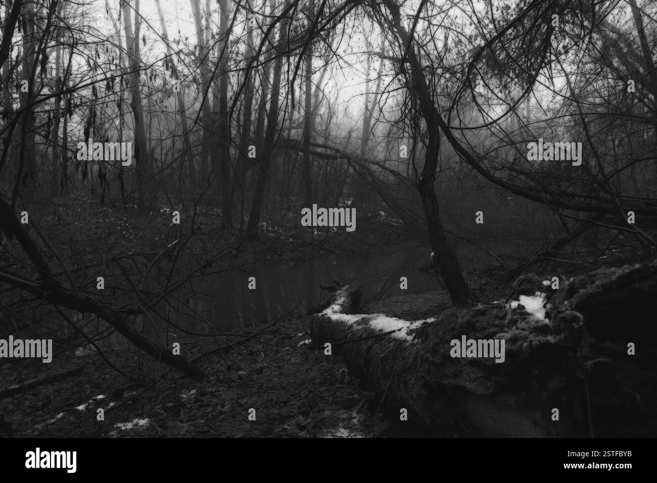 Dark creepy woodland, horror winter forest, fantastic nature, foggy ...
