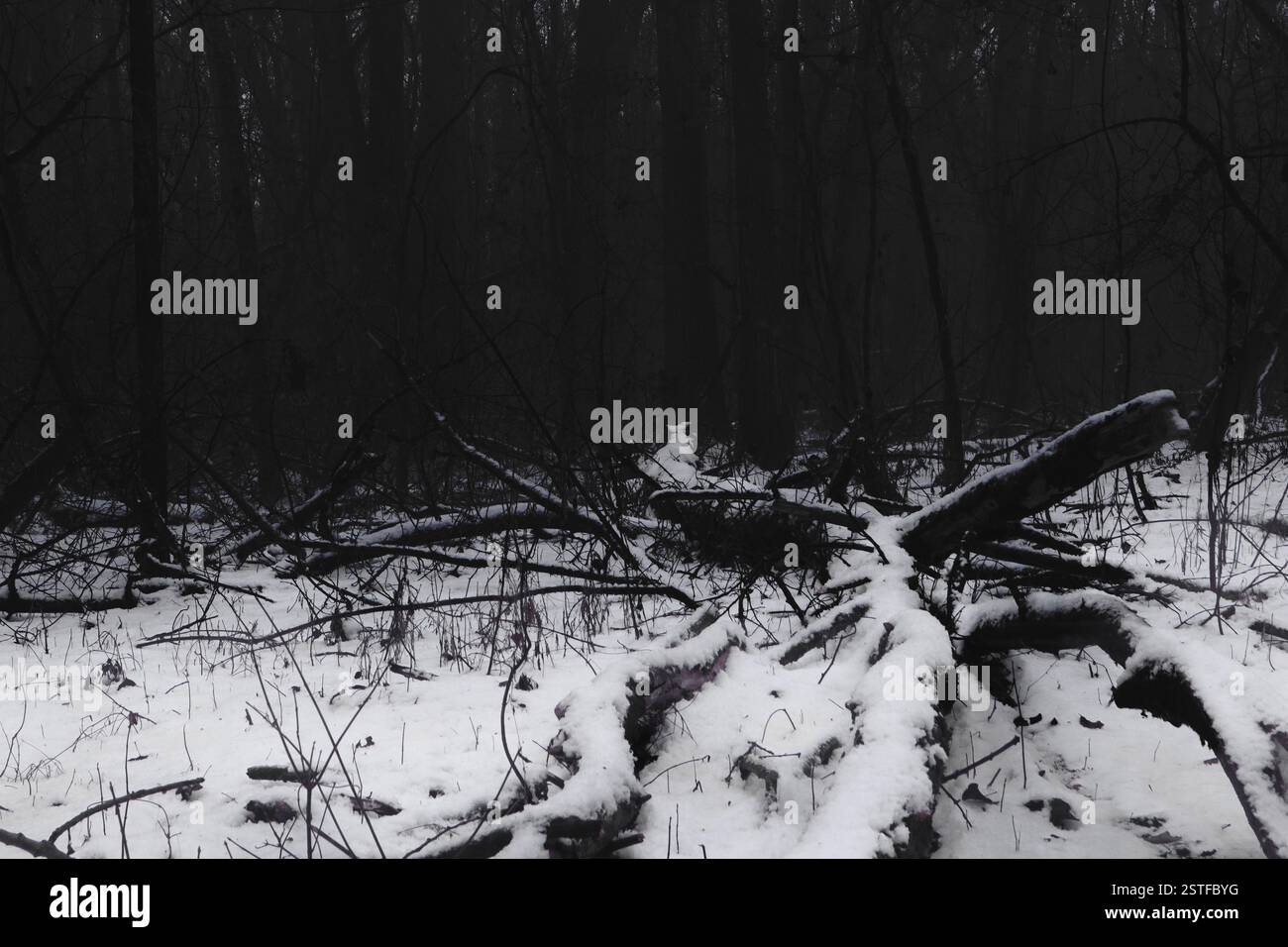 Dark creepy woodland, horror winter forest, fantastic nature, foggy ...