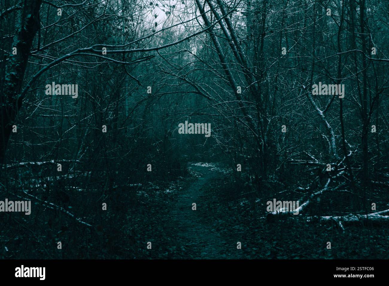 Dark creepy woodland, horror winter forest, fantastic nature, foggy ...