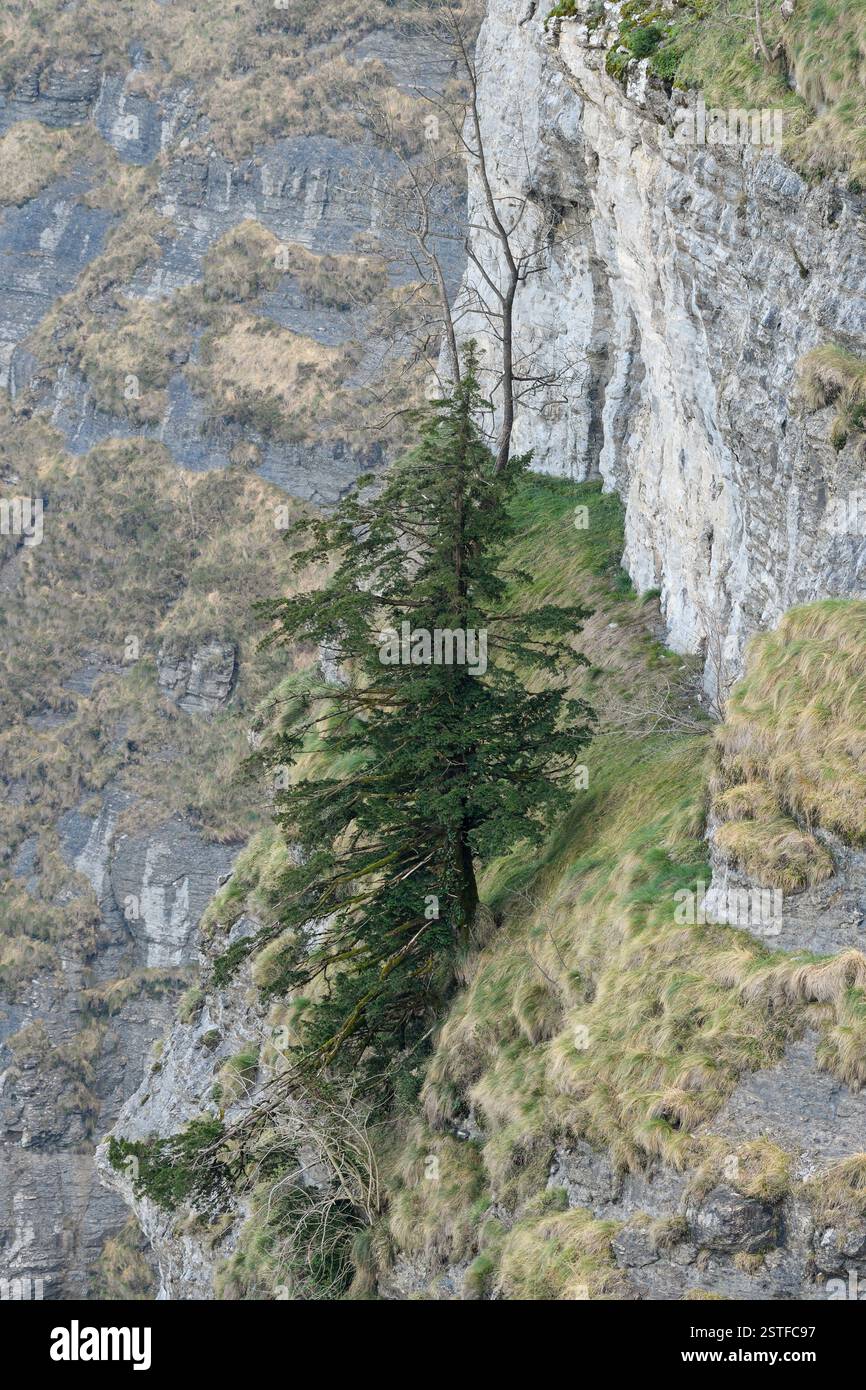 Vegetación alpina hi-res stock photography and images - Alamy