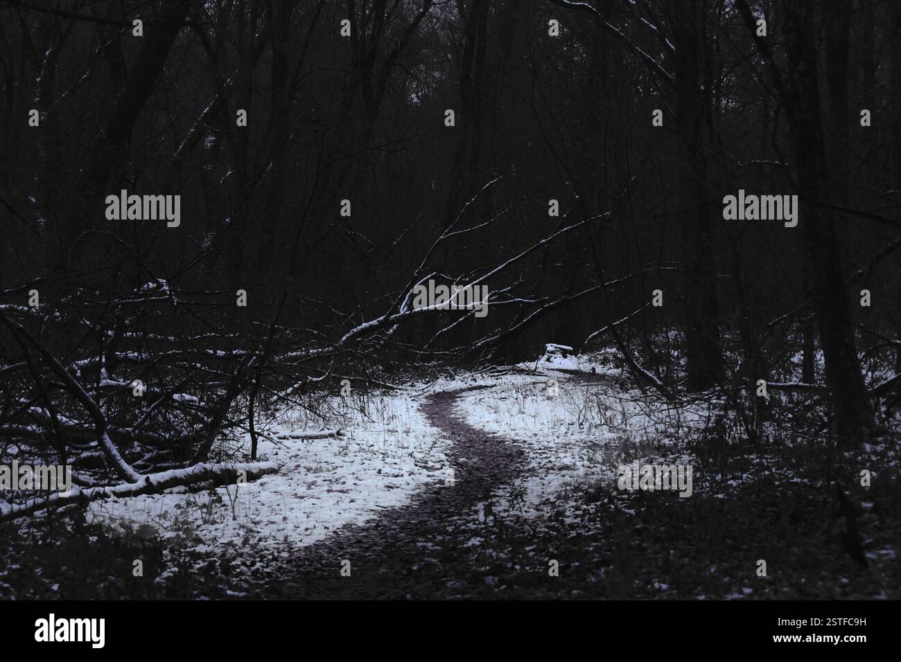 Dark creepy woodland, horror winter forest, fantastic nature, foggy ...