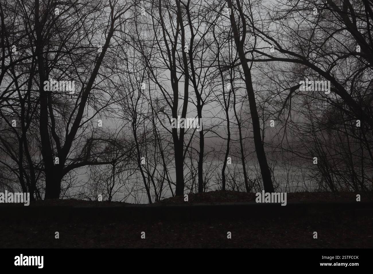 Dark creepy woodland, horror winter forest, fantastic nature, foggy ...