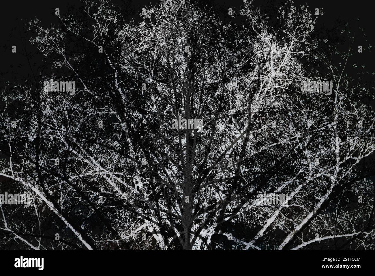 Dark creepy woodland, horror winter forest, fantastic nature, foggy ...