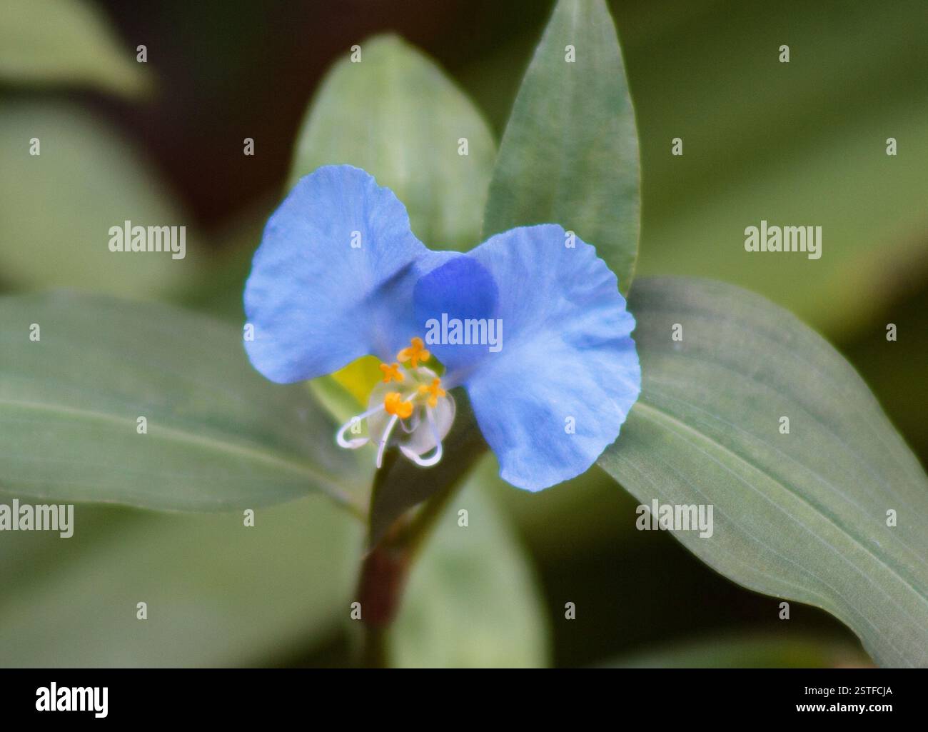 Common yellow commelina hi-res stock photography and images - Alamy