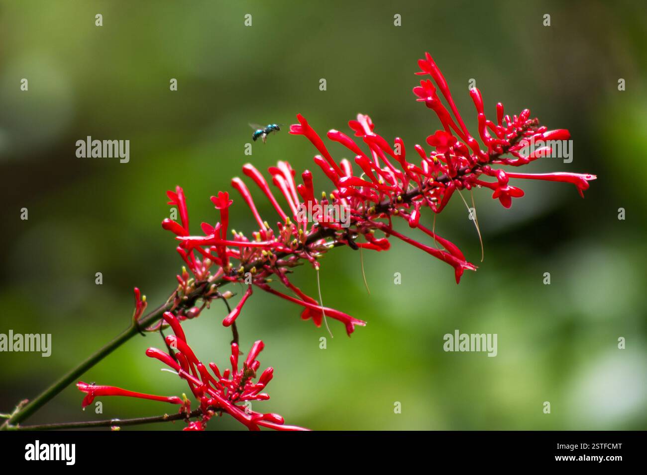 Firespike plant in flower ( Odontonema Strictum) on a natural ...