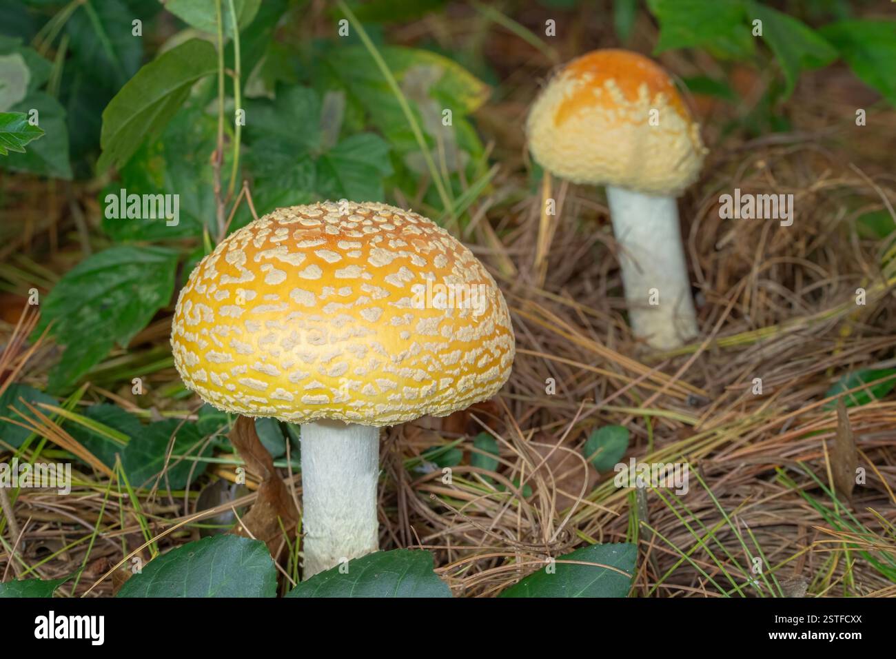Mushrooms under pine tree hi-res stock photography and images - Alamy