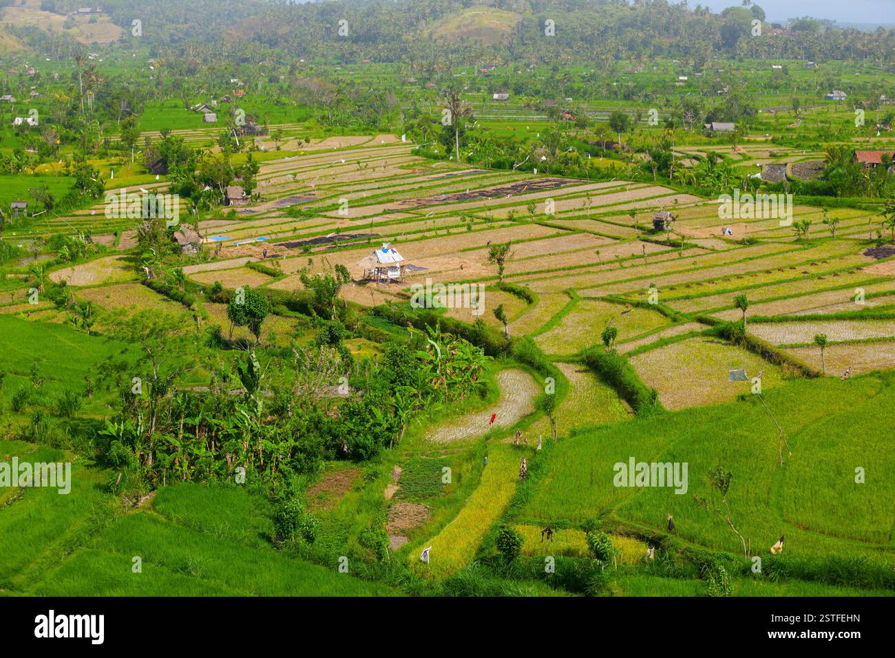 Southeast asia fields hi-res stock photography and images - Alamy
