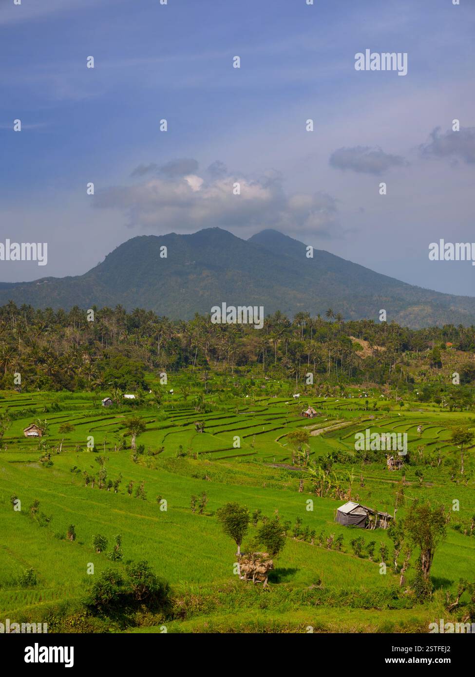 Rice fields divided palm trees hi-res stock photography and images - Alamy