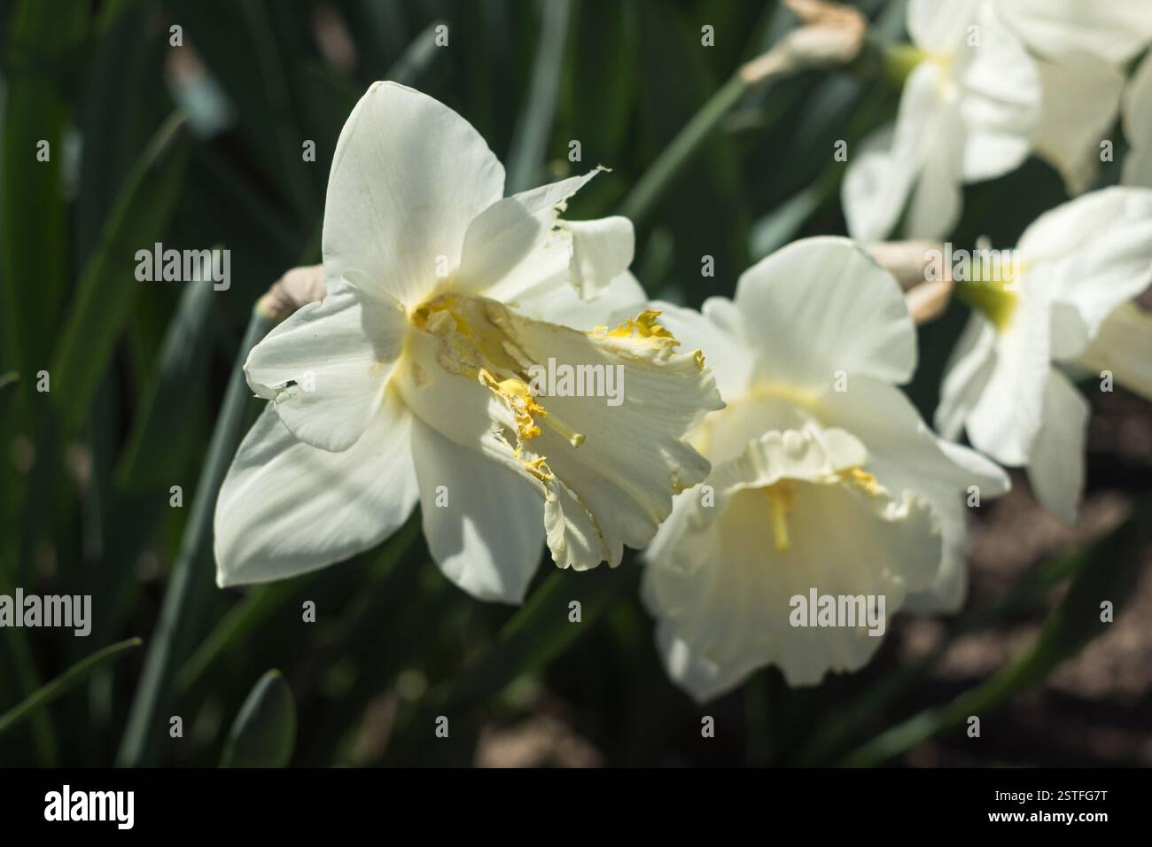 Damaged daffodils in the flowerbed, eaten by a Tropinota hirta ...
