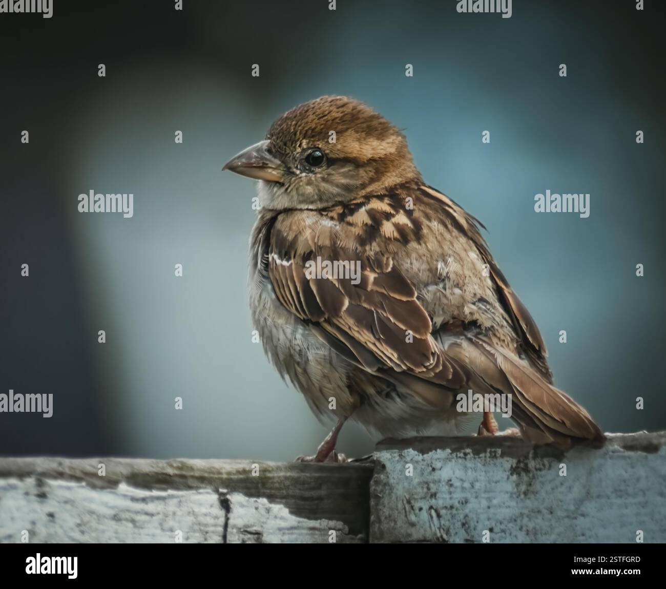 Bird house wooden garden fence hi-res stock photography and images - Alamy