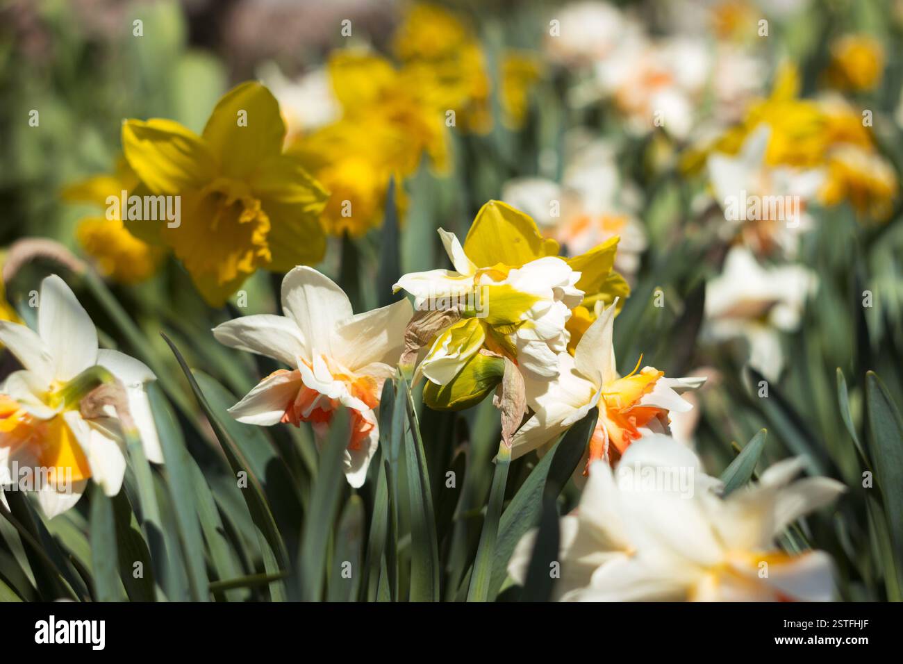Flower of different types of daffodils growing in the garden ...