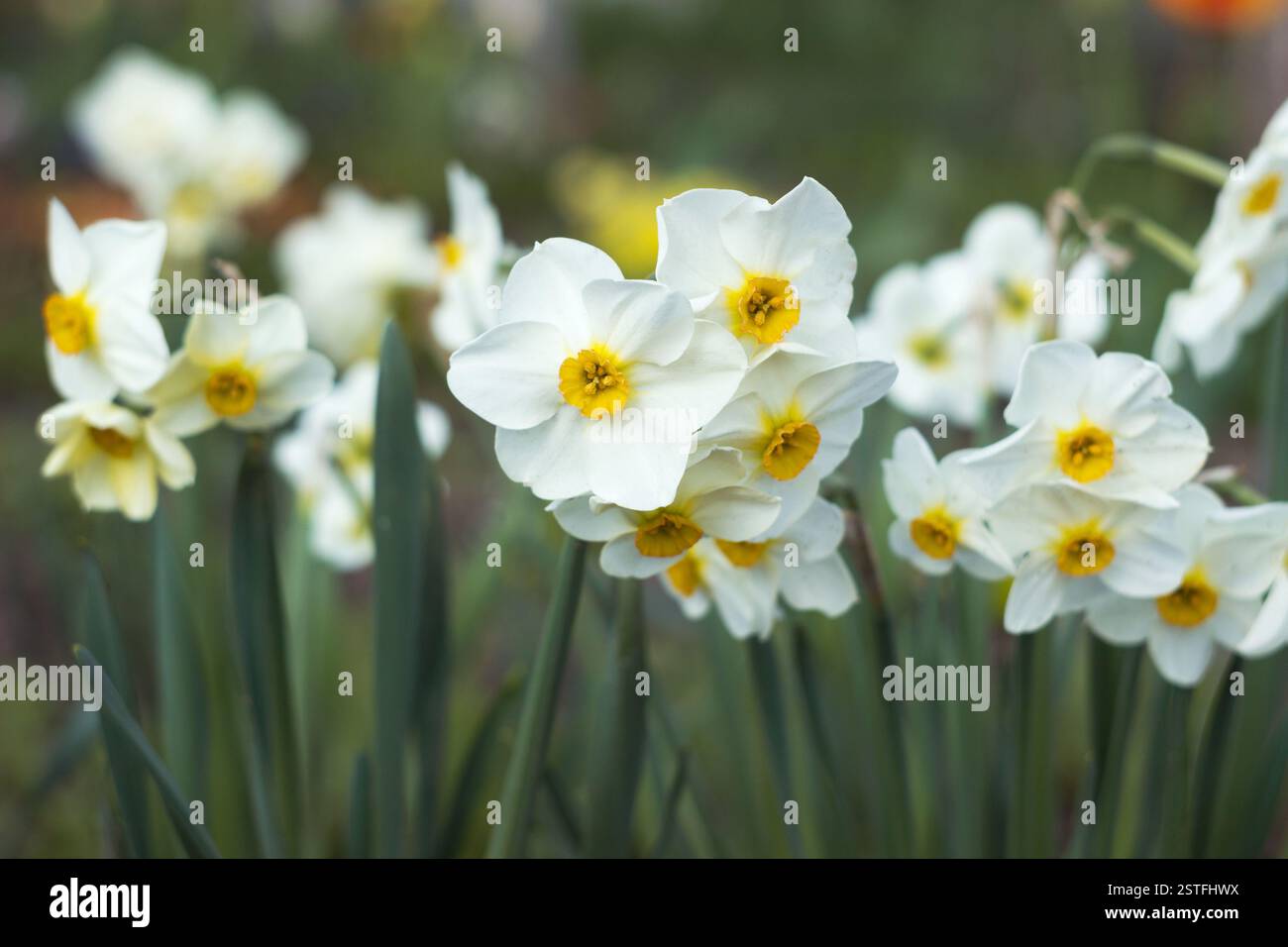 A multi-flowered white daffodil blooms in a flower bed, Multi headed ...