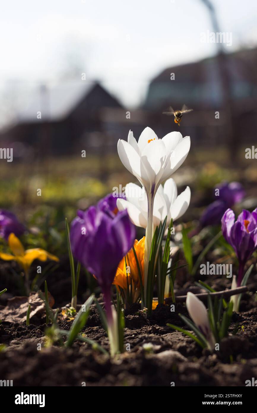 A bee pollinates a white crocus, with purple and yellow crocuses in the ...