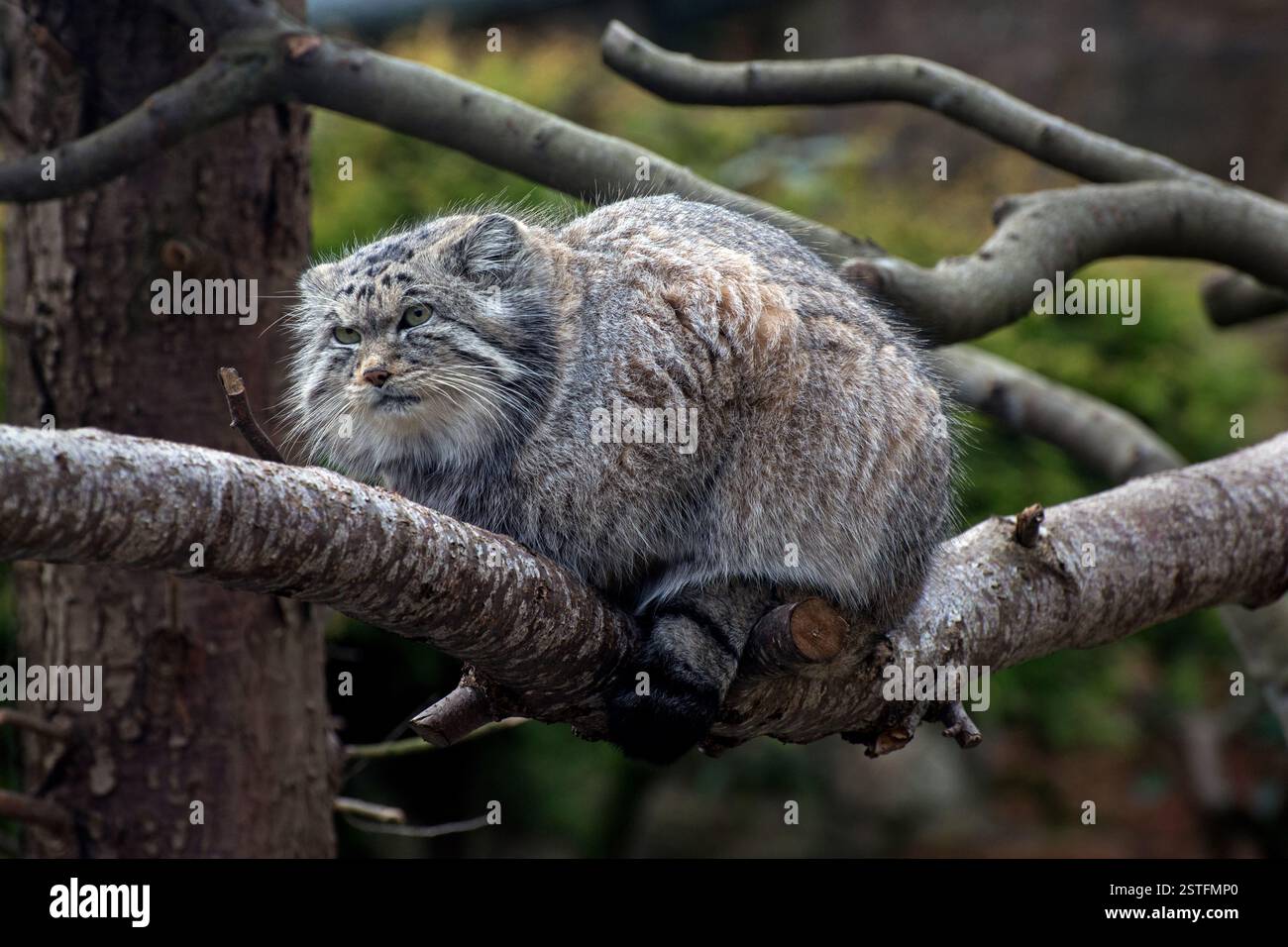 Edinburgh zoo wildcat hi-res stock photography and images - Alamy
