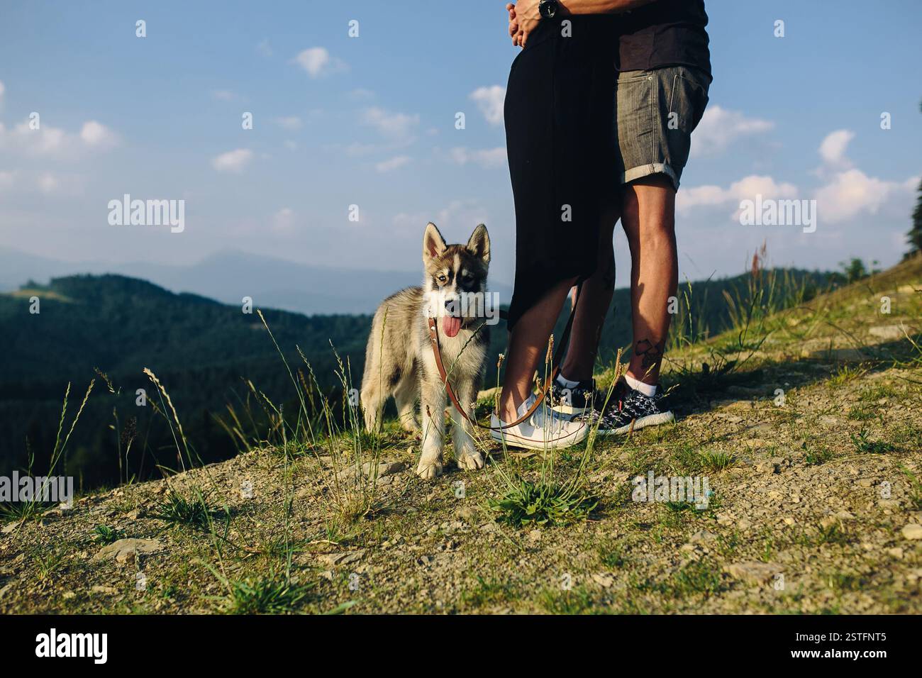 Photo of the dog near masters Stock Photo - Alamy