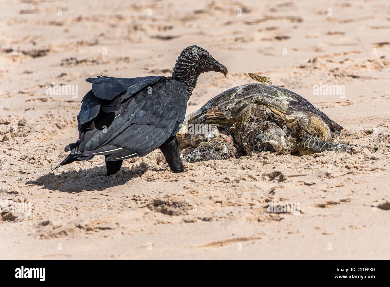 Vultures eating a dead turtle on the beach of Canoa Quebrada at Aracati in Ceara in Brazil Stock ...