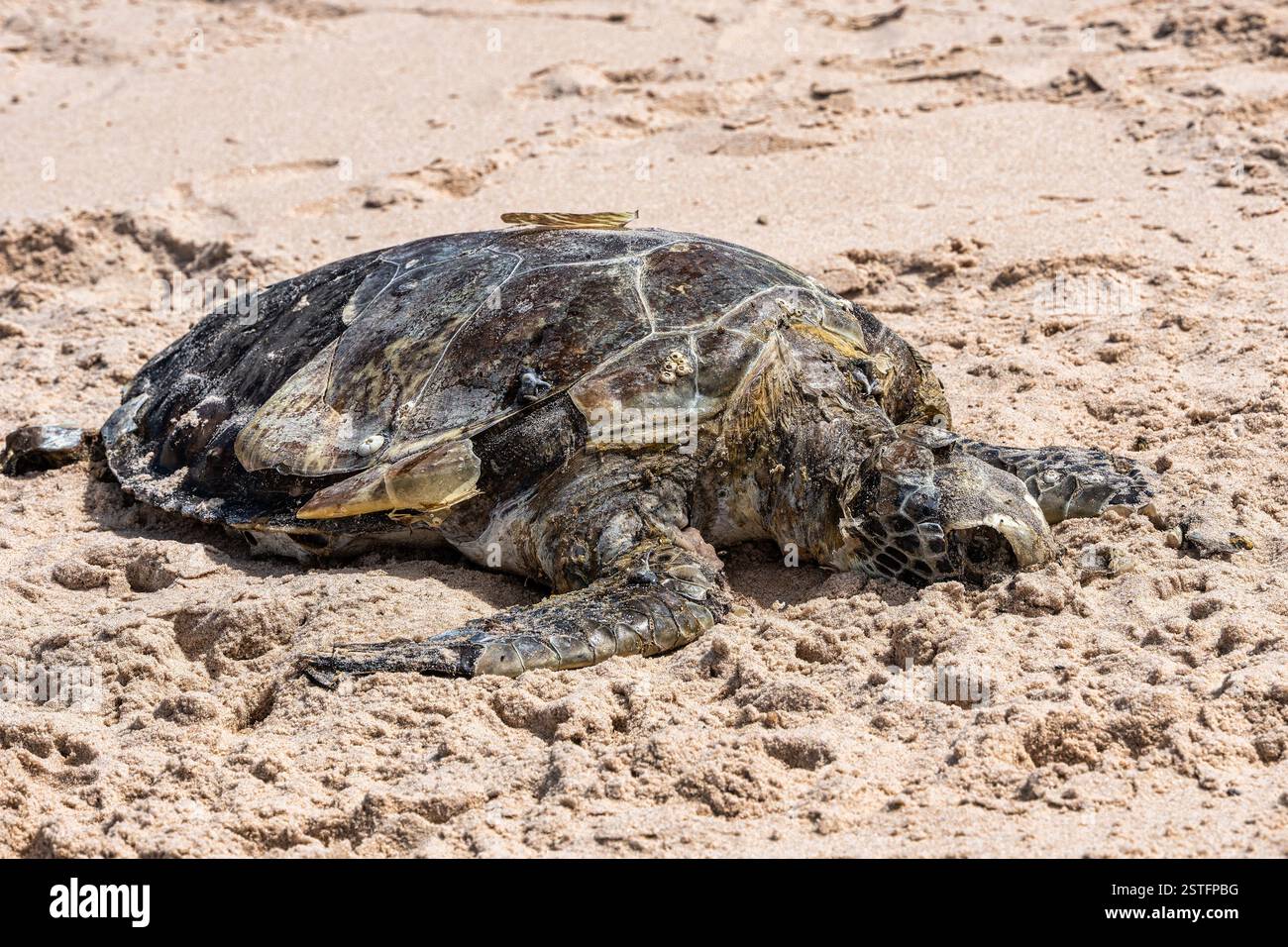 A dead turtle on the beach of Canoa Quebrada at Aracati in Ceara in ...