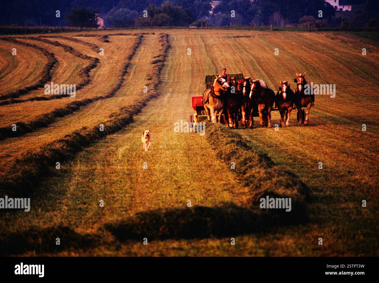 Horse drawn farm wagons are used by the Amish to harvest hay & plow ...