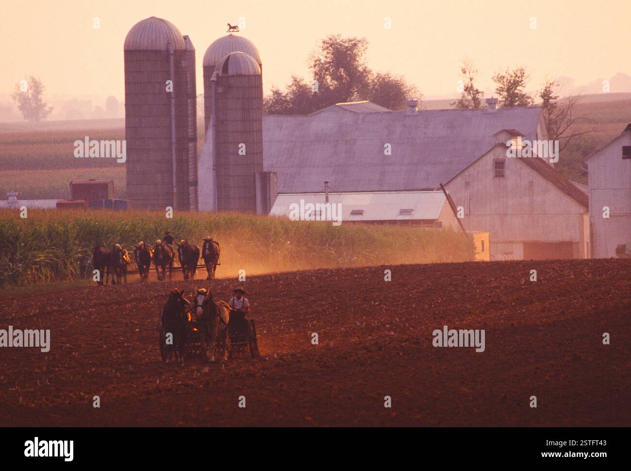 Mule drawn farm wagons are used by the Amish to harvest hay & plow ...