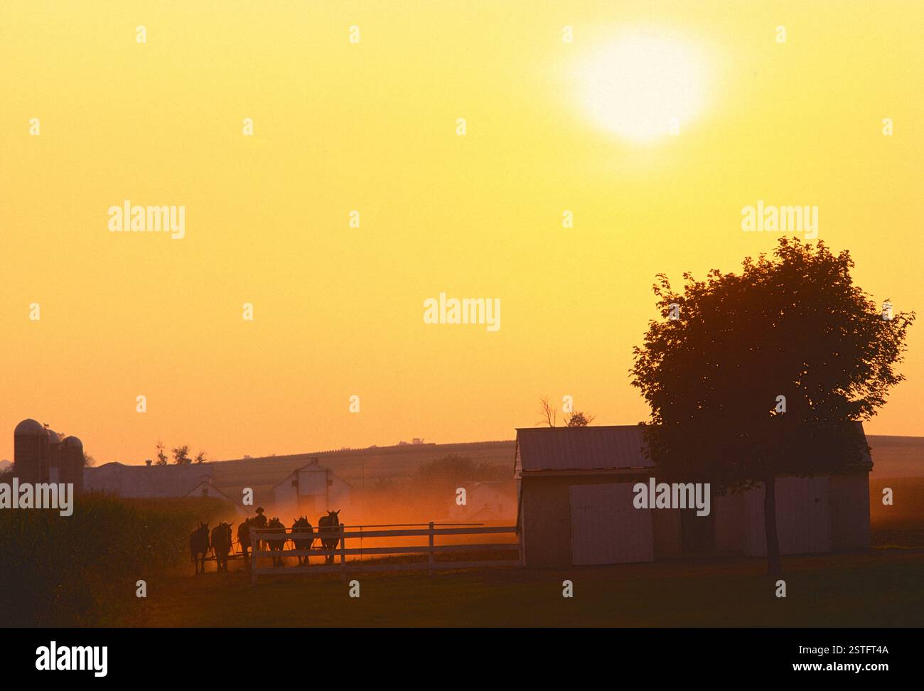 Mule drawn farm wagons are used by the Amish to harvest hay & plow ...
