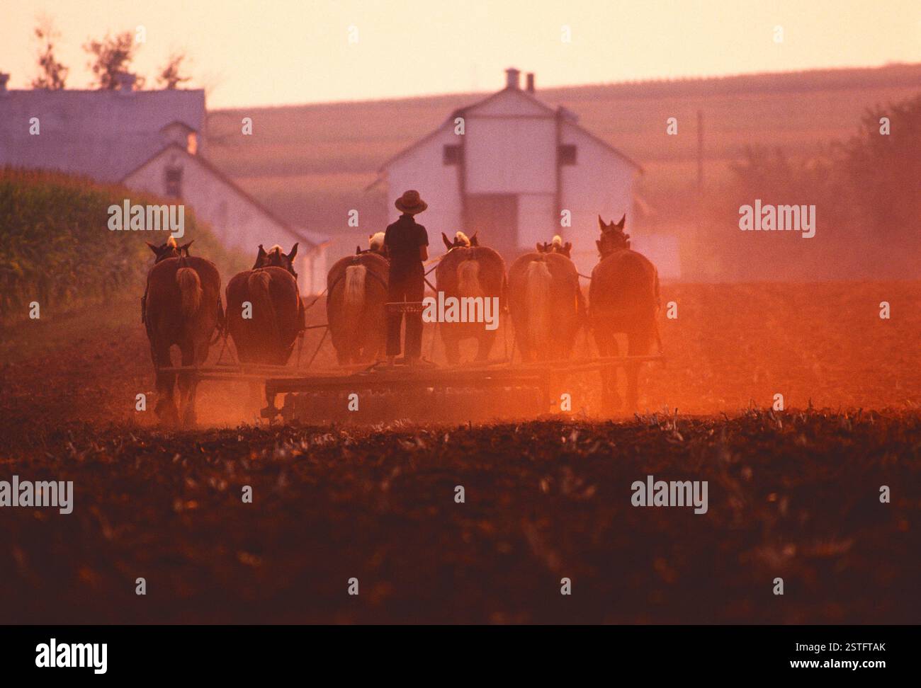 Horse drawn farm wagons are used by the Amish to harvest hay & plow ...