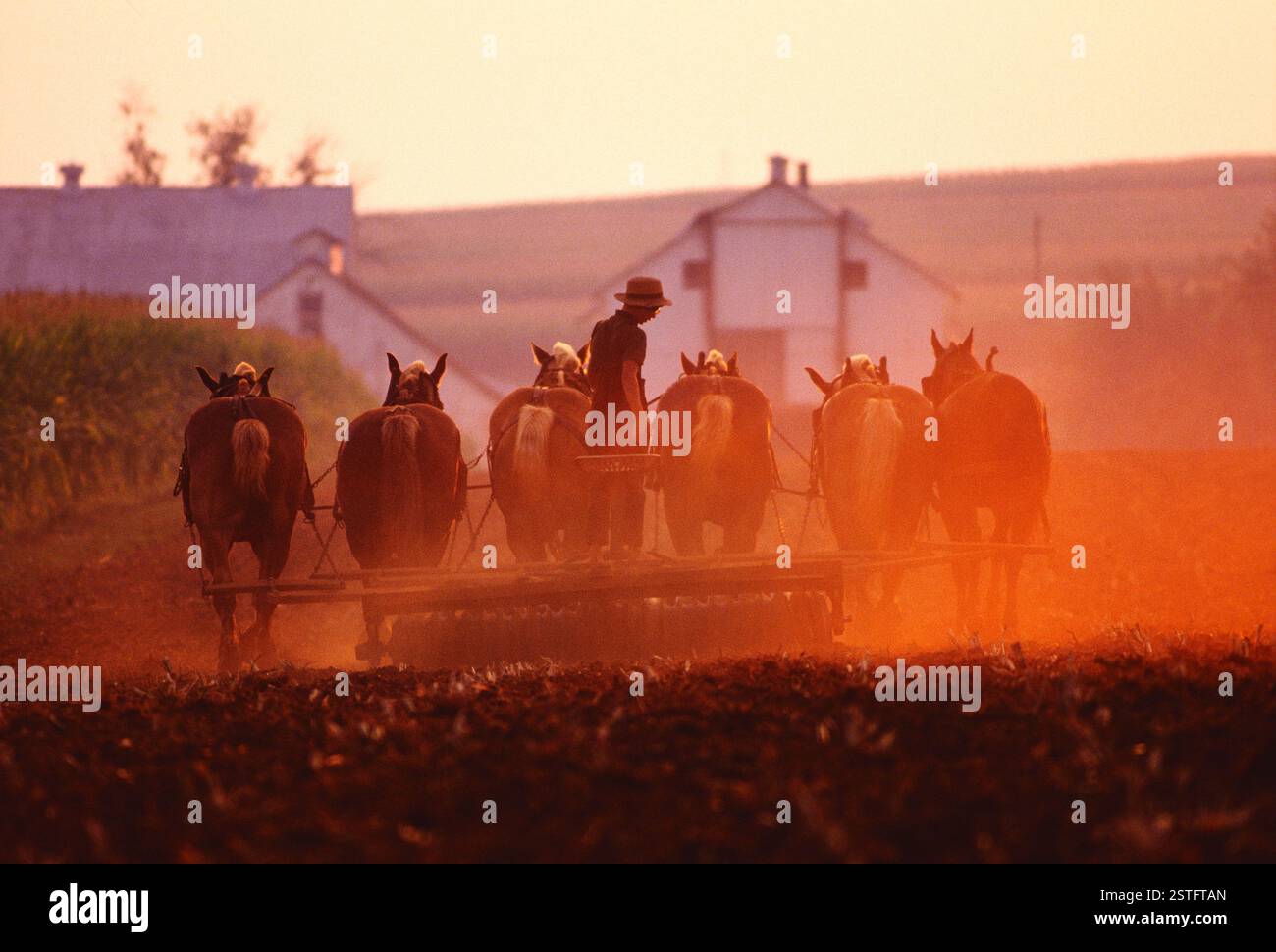 Horse drawn farm wagons are used by the Amish to harvest hay & plow ...