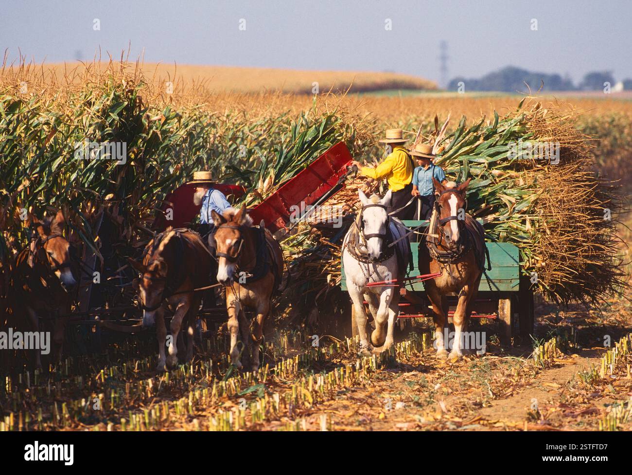 Horse & mule drawn farm wagons are used by the Amish to harvest hay ...