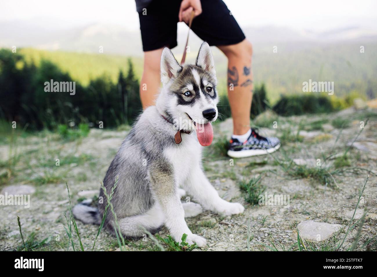 Dog sitting near the feet of the master hi-res stock photography and ...