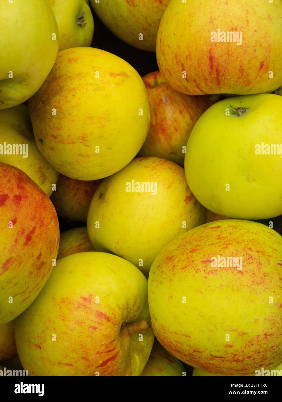 Charles Ross Apples Stock Photo - Alamy