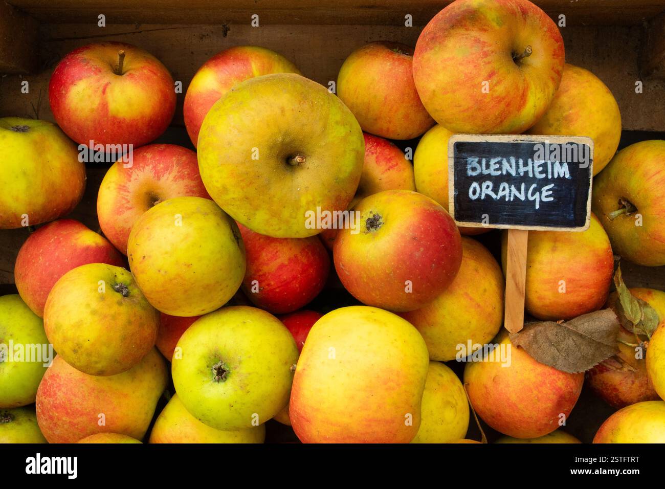 Blenheim Orange apples also known as Kempsters Pippin Stock Photo - Alamy